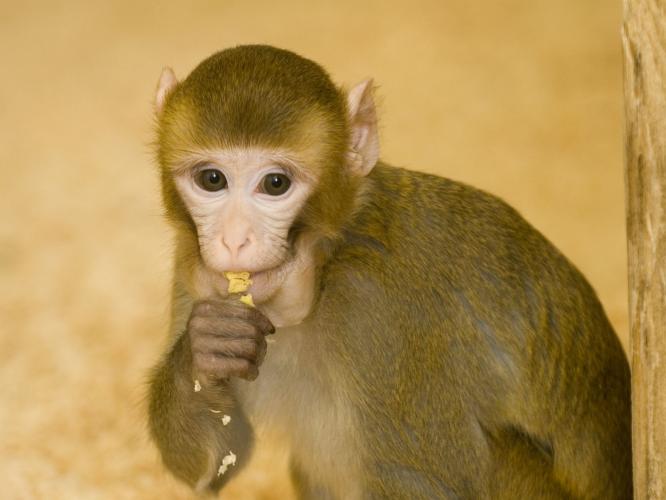 Behaviour | Macaques